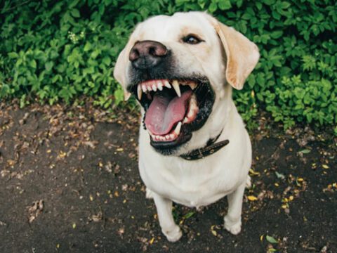 Ohio Dog Bites - Who is Liable? | Erney Law